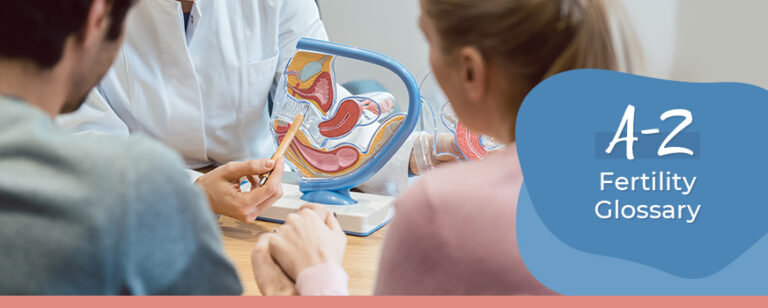 Fertility Glossary: IVF Abbreviations & Terminology - Red Rock Fertility